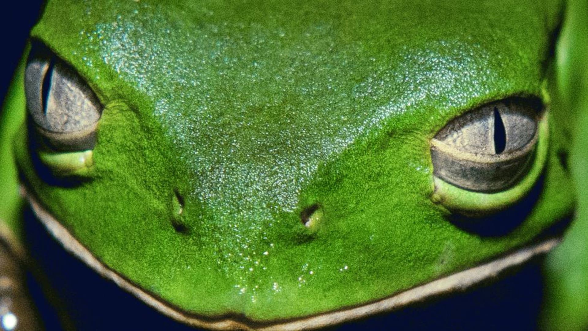 8 Animals Thought to Predict the Weather | The Weather Channel