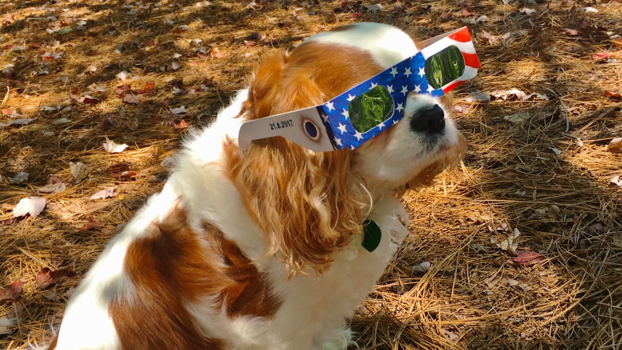 How Will Animals React to the Solar Eclipse? Americans, Scientists ...