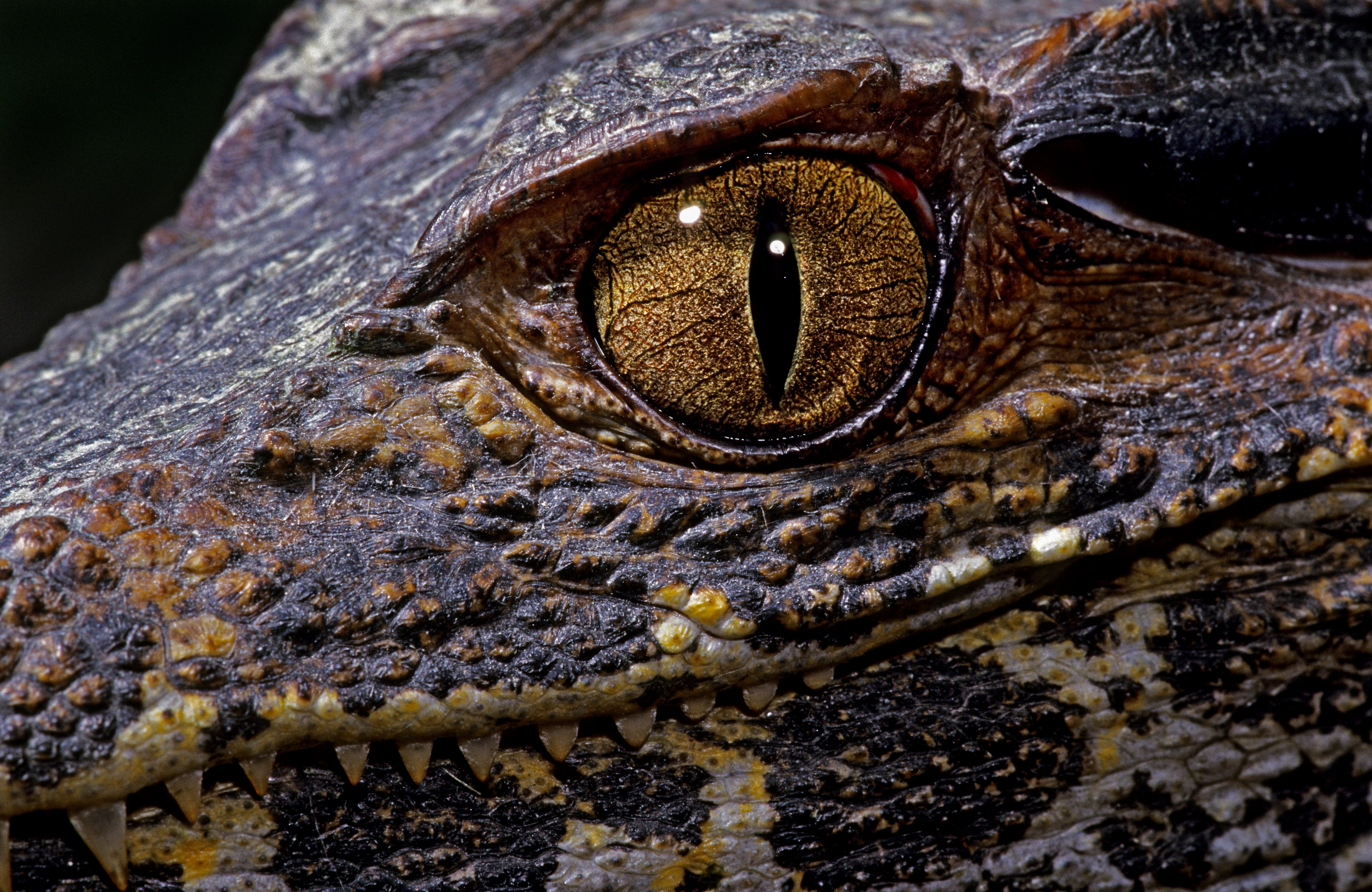 How to Escape a Gator | The Weather Channel