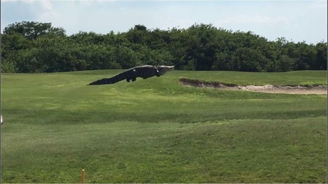 Giant Gator Treks Across Golf Course Like a Dinosaur in 'Jurassic Park ...