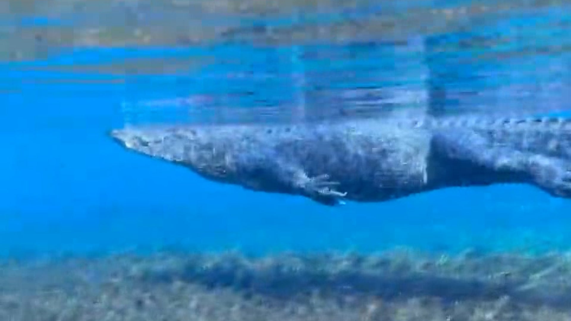 Lurking Below: Alligator Glides Eerily Close To Kayakers - Videos from ...