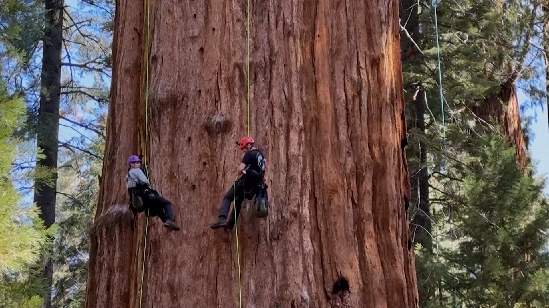 World’s Largest Tree Gets A Checkup - Videos from The Weather Channel