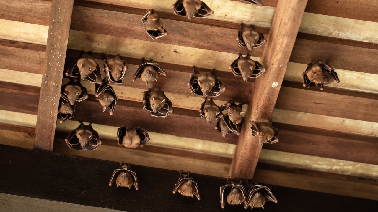 What to Do if You Find Critters Living in Your Home | The Weather Channel