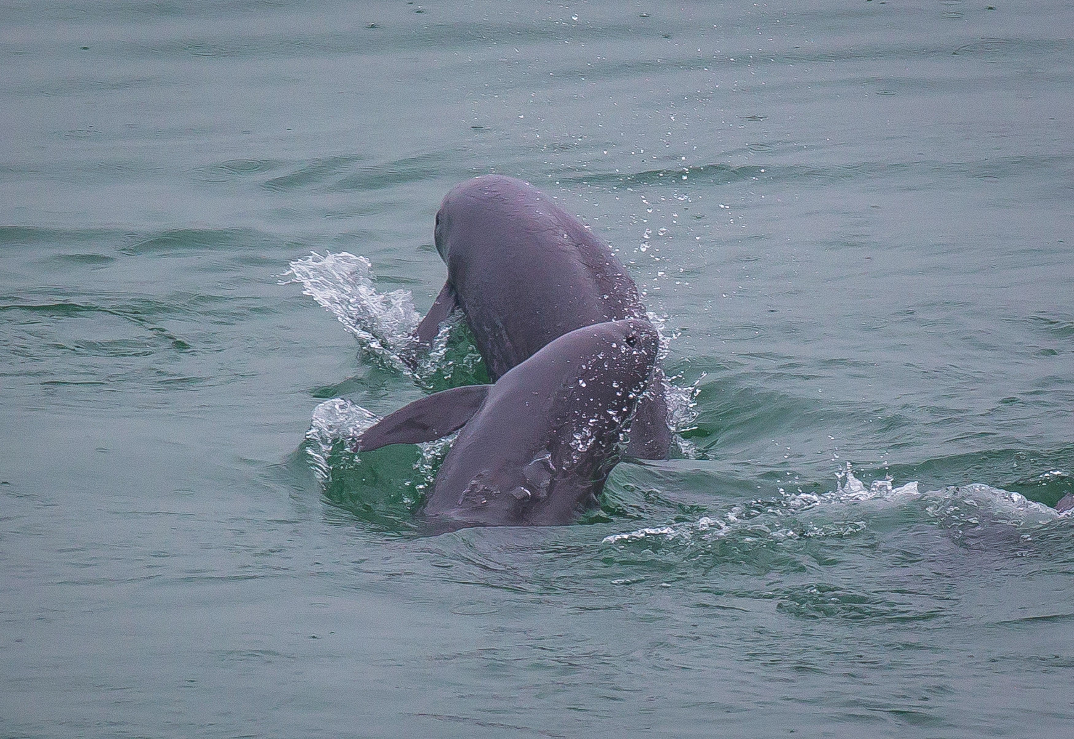 Finless Porpoise