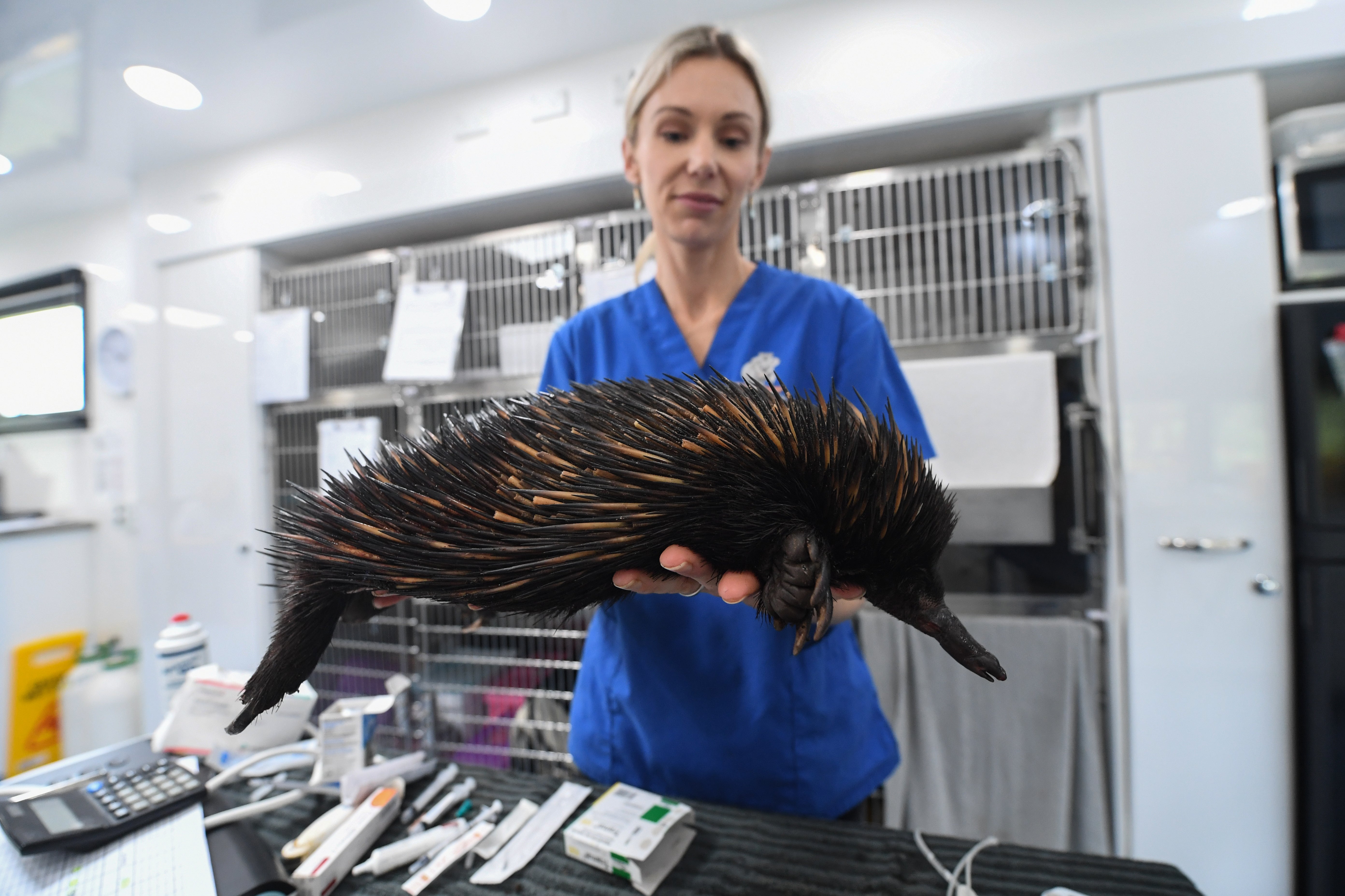 Vets Treat Animals Rescued from Australian Flood (PHOTOS) | The Weather ...