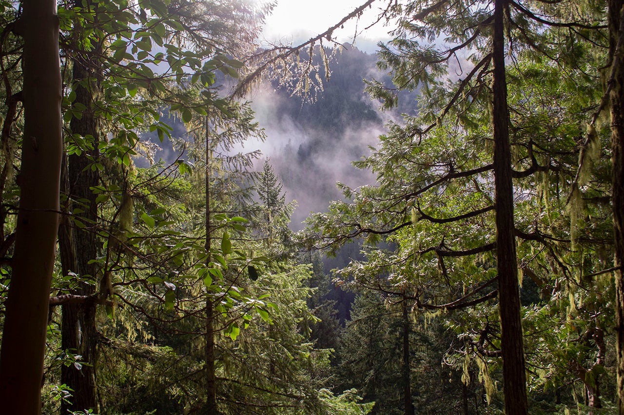 National Forest Week Is July 10-16, And Celebrates Our Country's ...