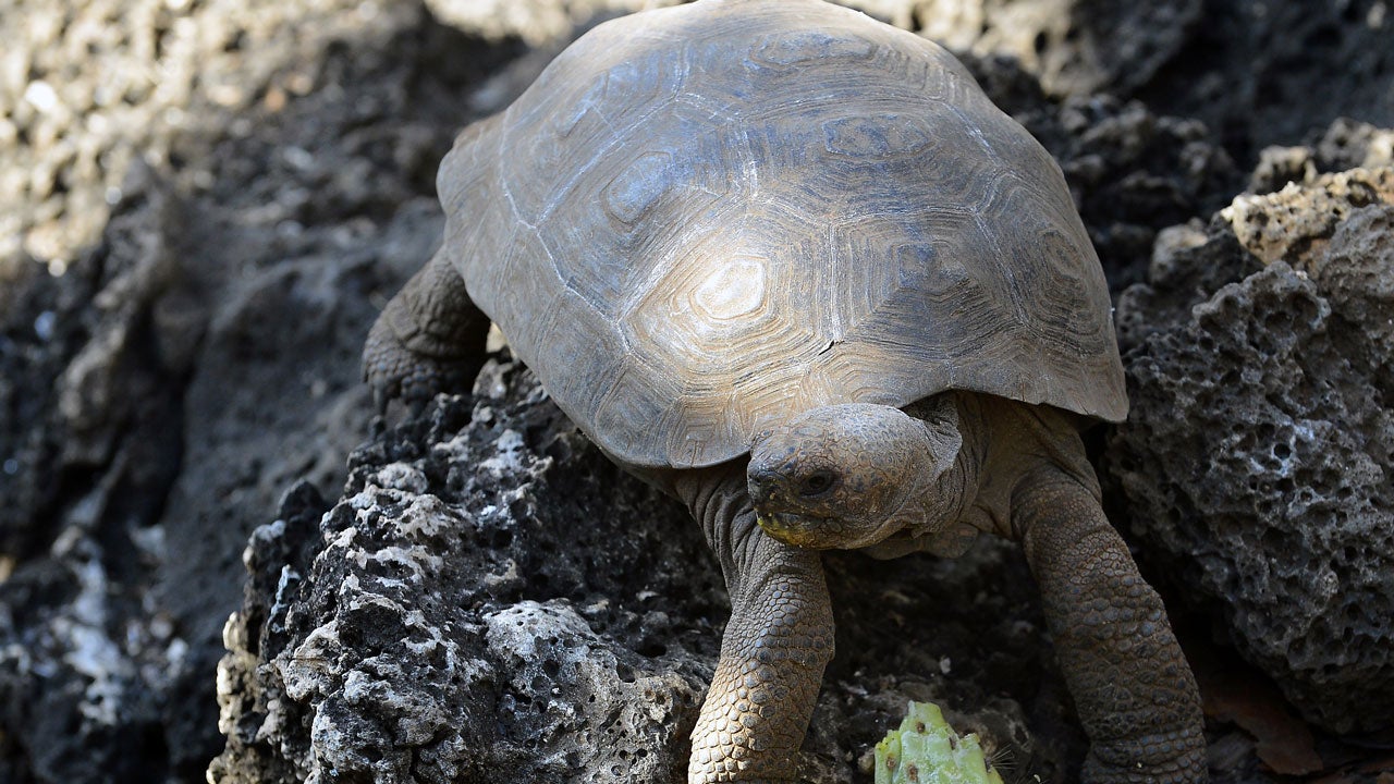 Turtles' Shells Aren't For Protection, Scientists Say | The Weather Channel