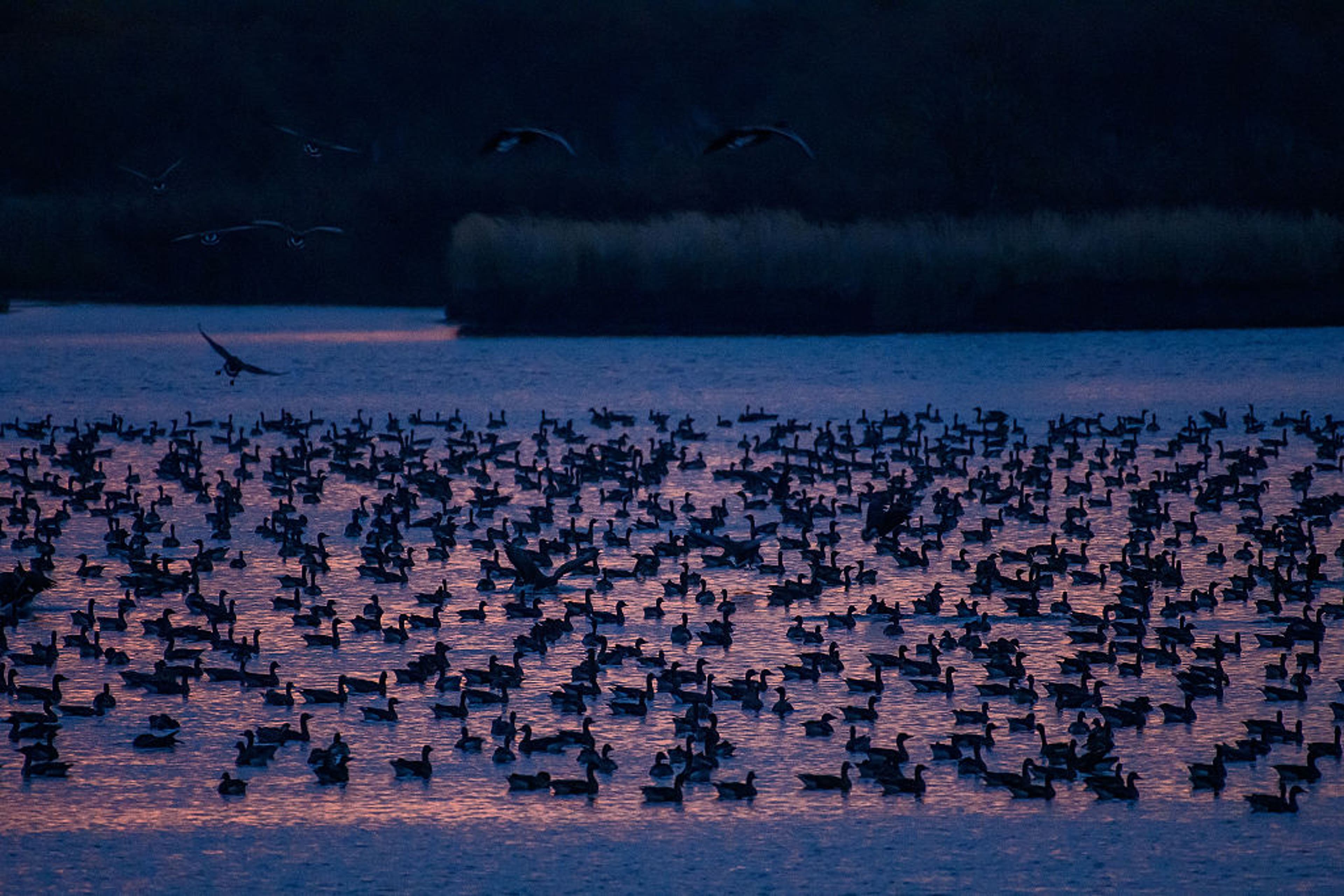 In Photos: Geese Migrate South Through Germany | Weather.com