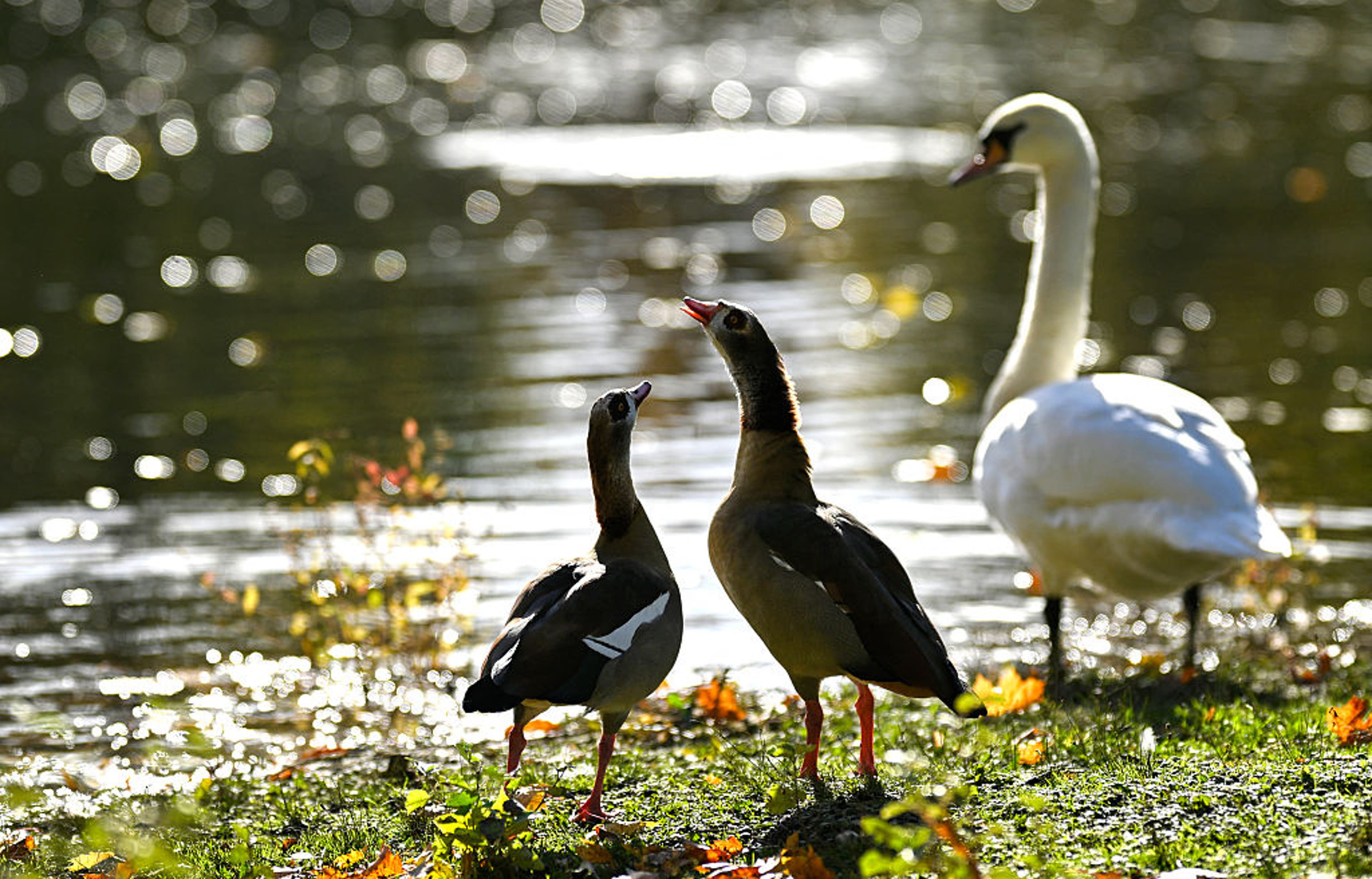 In Photos: Geese Migrate South Through Germany | Weather.com