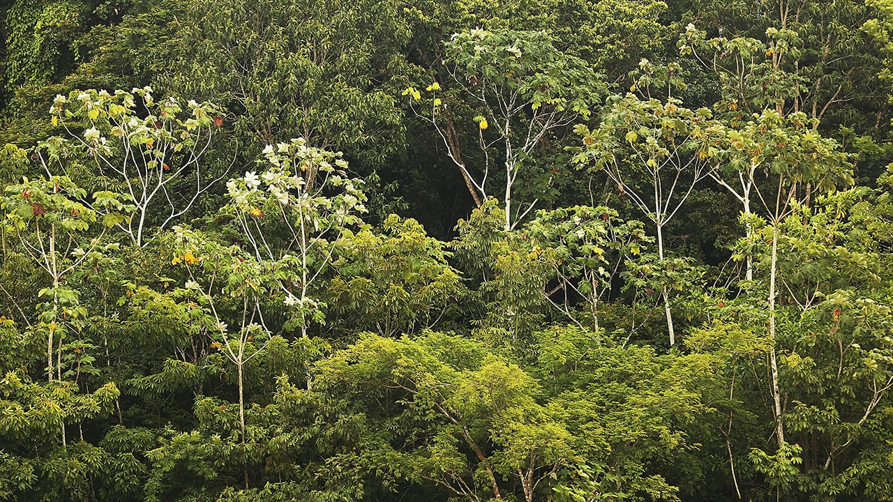 A Surprising Silver Lining for Threatened Amazon Trees | The Weather ...