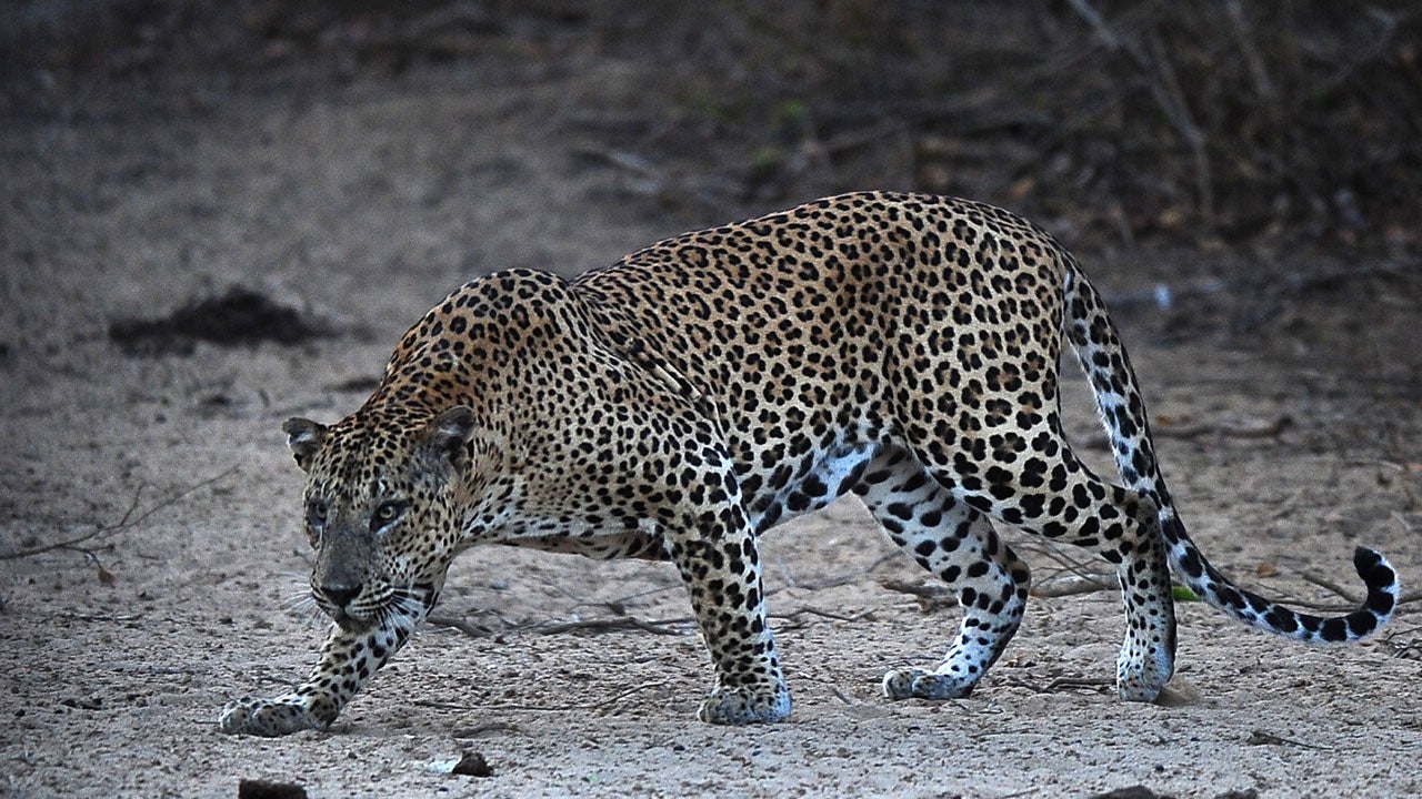 Leopards’ Natural Habitats Have Declined by 75 Percent, Study Shows ...