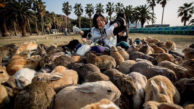 Japanese Island Now Populated By Hundreds of Bunnies | The Weather Channel