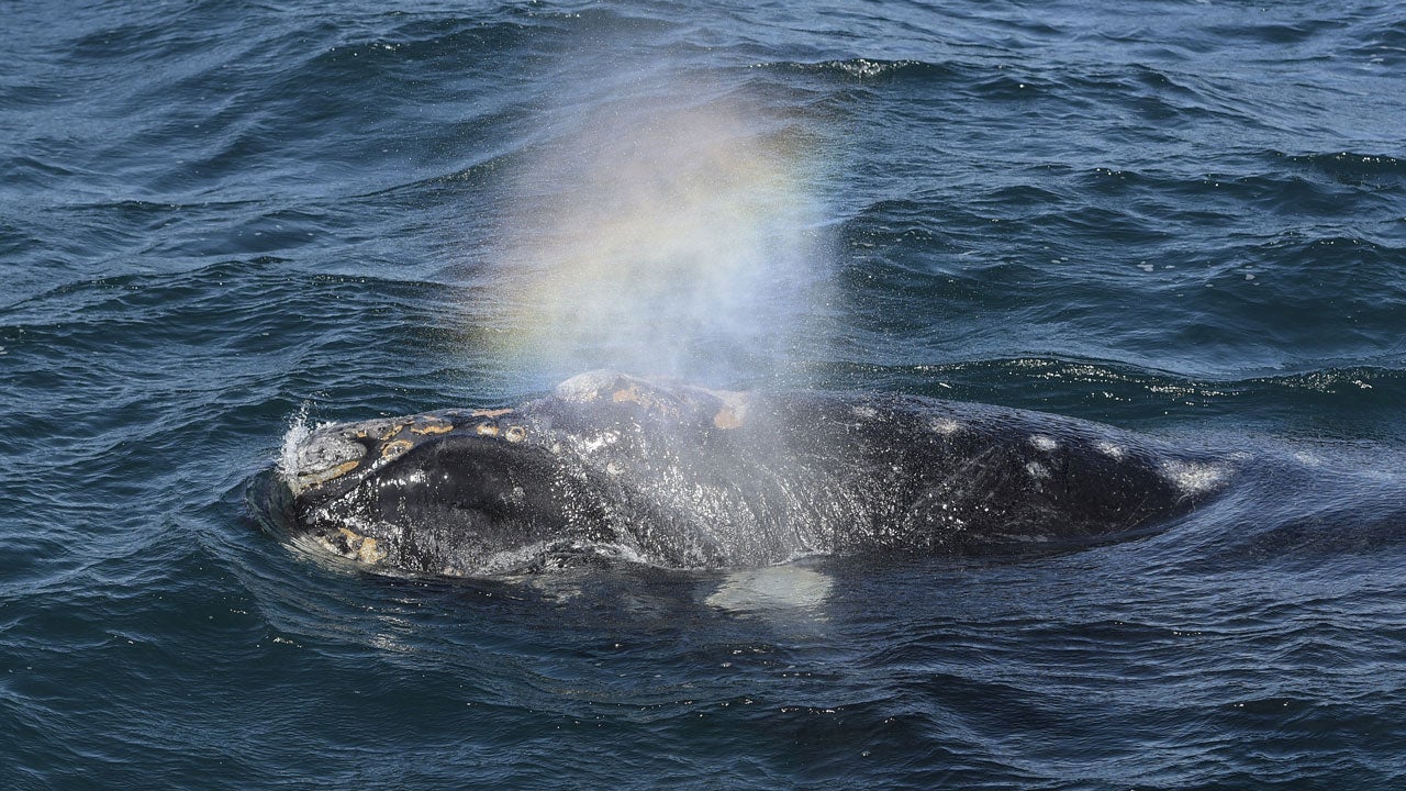 Endangered Right Whales Could Become Extinct After a Deadly 2017 ...