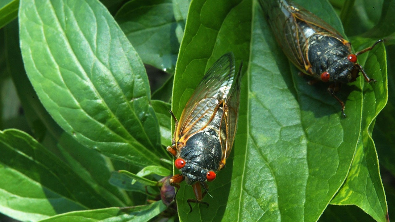 Billions of Cicadas Set To Invade the Northeast in May | The Weather ...