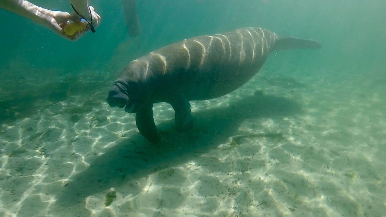 35 Manatee Deaths in January Blamed on Cold Weather | Weather.com