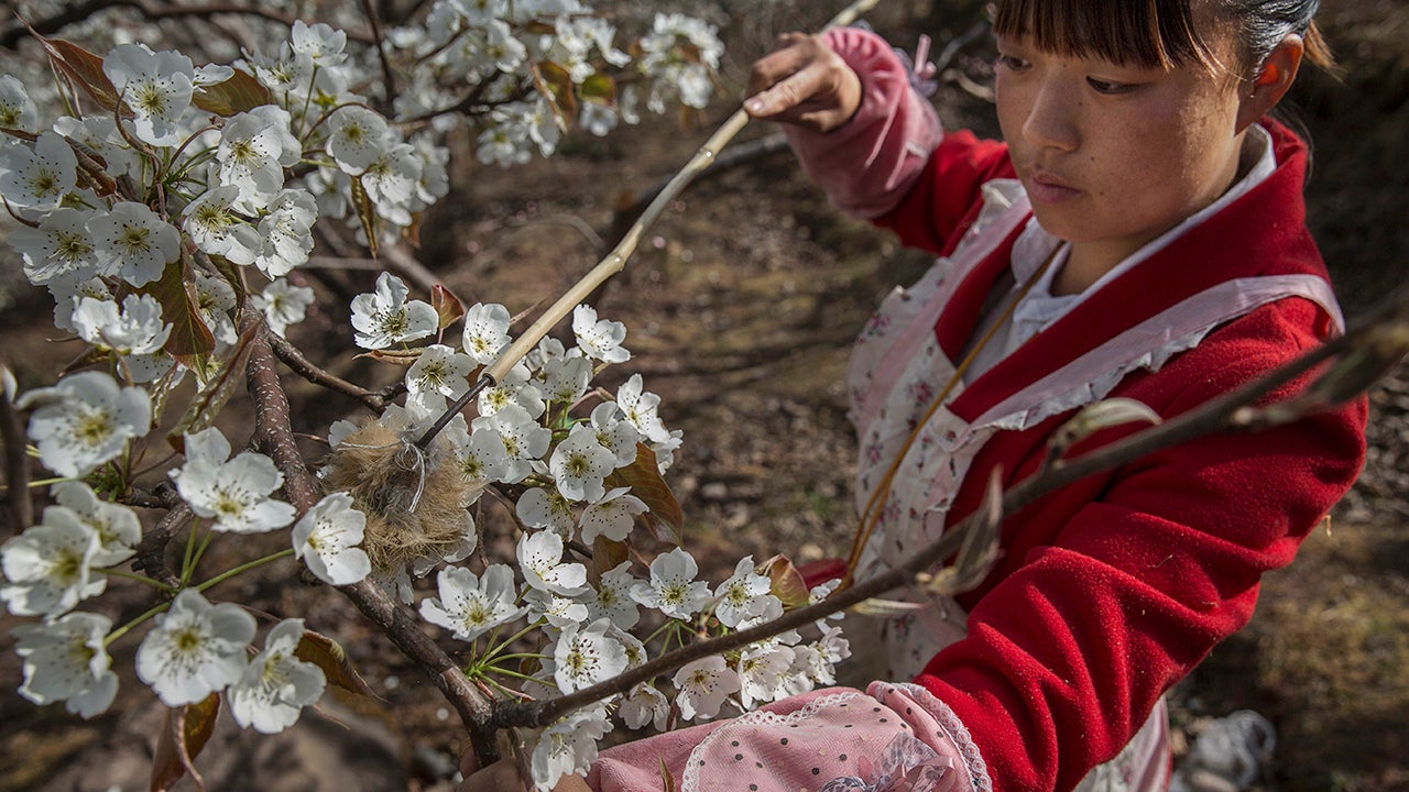 Photographer Captures Bee-less Dystopia in China (PHOTOS) | The Weather ...