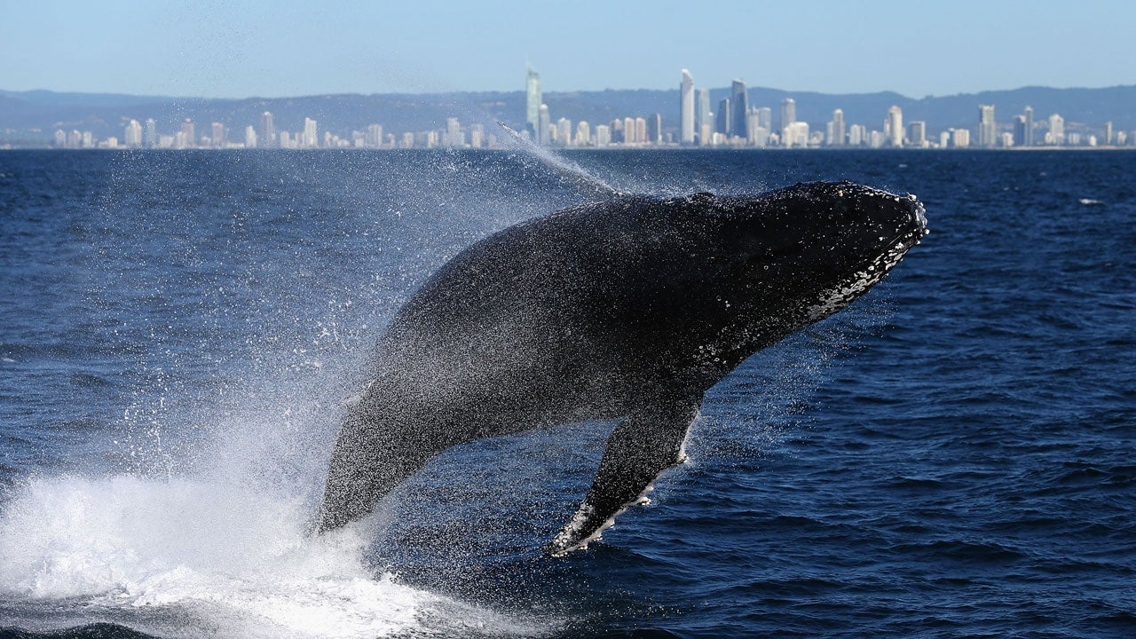 Most Humpback Whales Removed From Endangered Species List, Officials ...