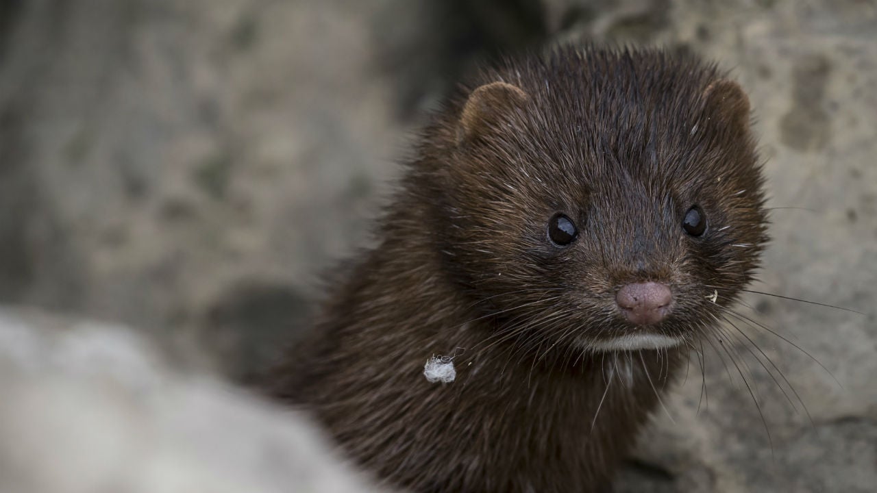 Activists Release 30,000 to 40,000 Mink in Minnesota; Thousands Later ...