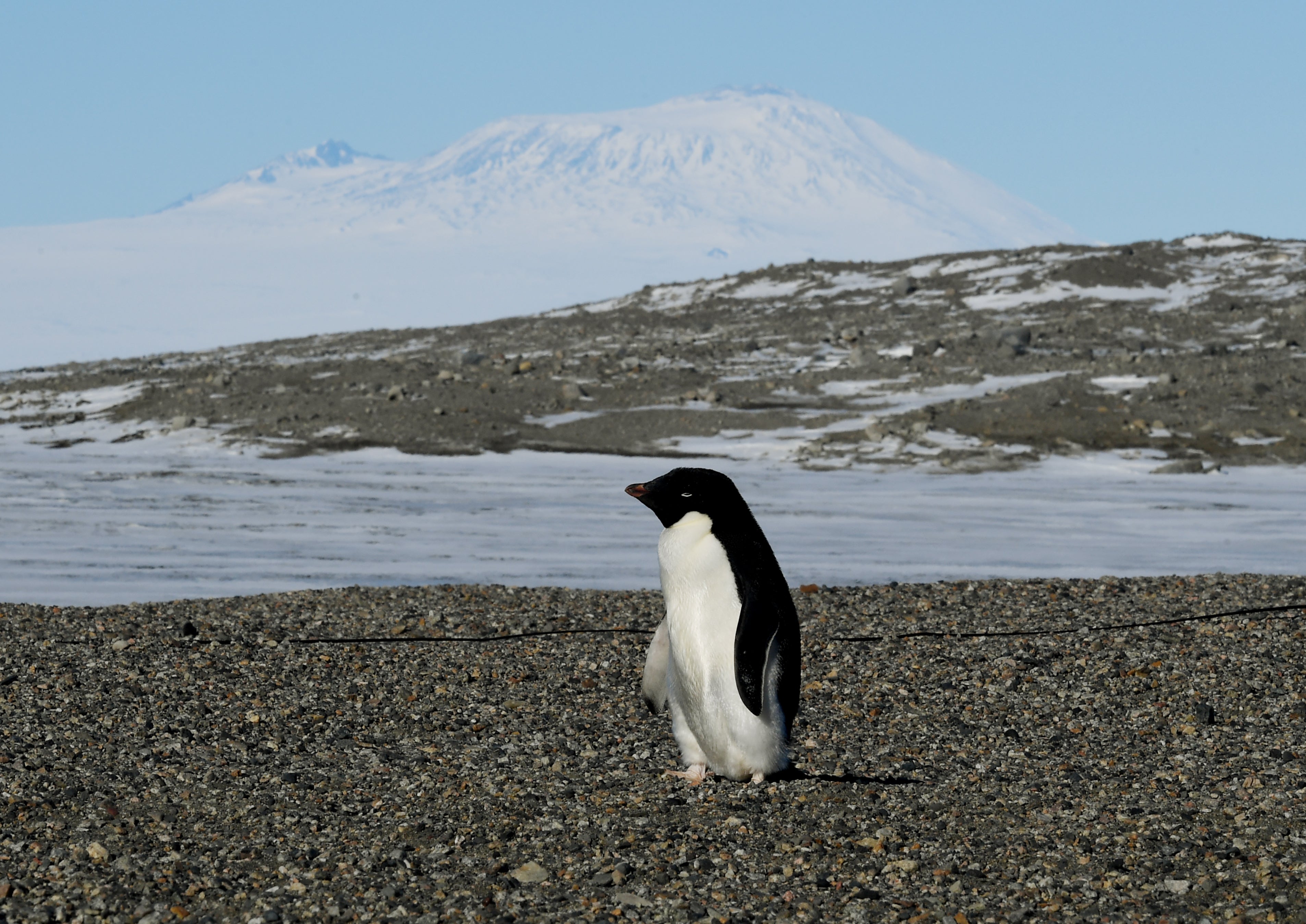 Penguin Droppings Can Teach Us a Lot About Their Antarctic Colonies ...