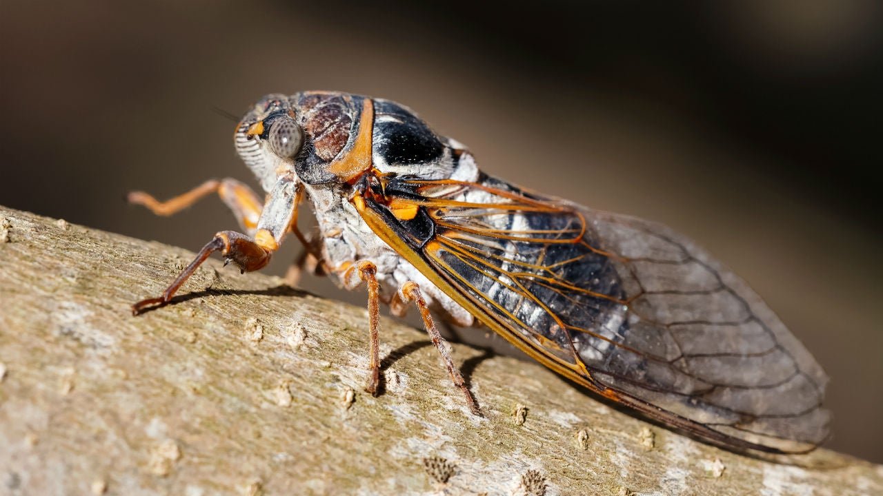 Cicadas Expected to Invade the Southeast in Mass Numbers This Spring ...