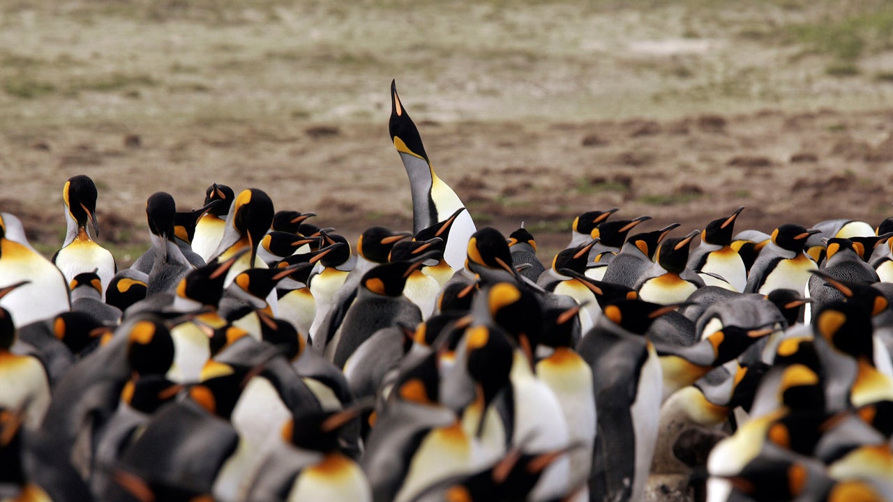 World's Largest Colony of King Penguins Declines by Nearly 90 Percent ...