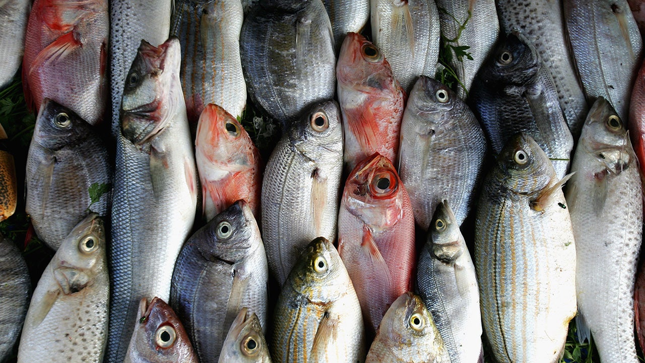 Fish Populations Changing with the Climate, Study Finds | The Weather ...