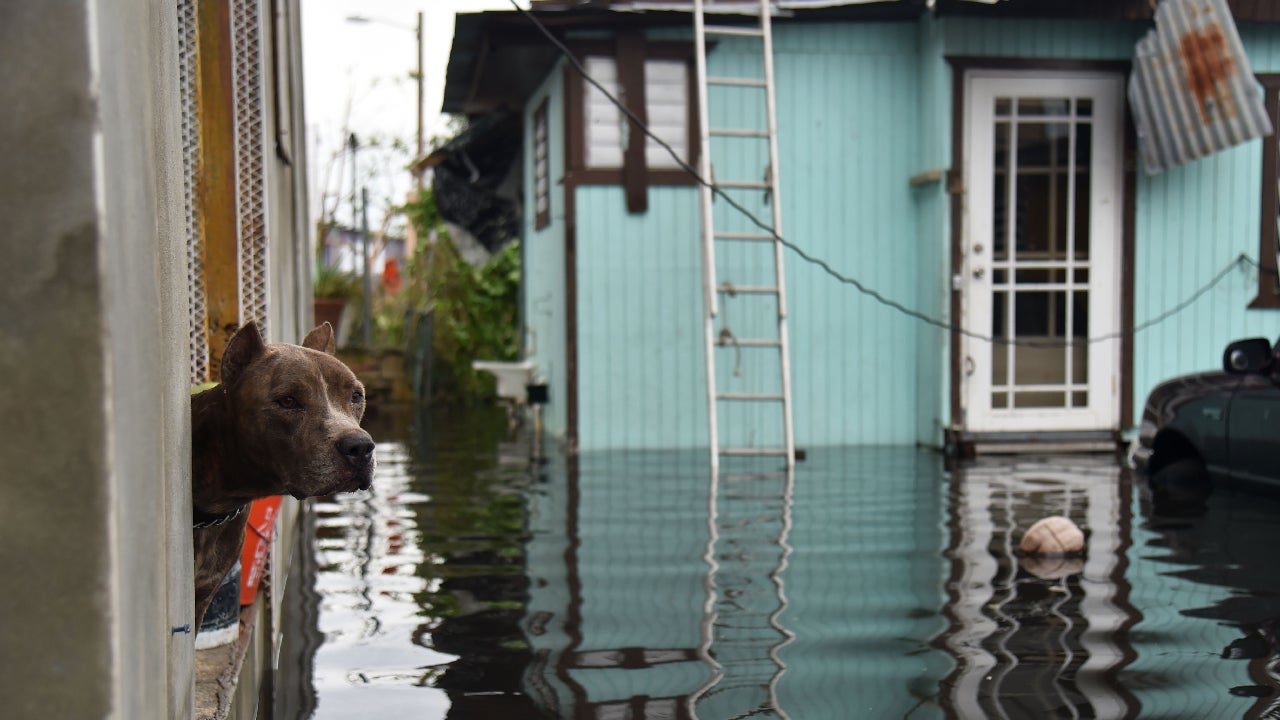 After Hurricane Maria, Volunteer Group Wings of Rescue Flies Homeless ...