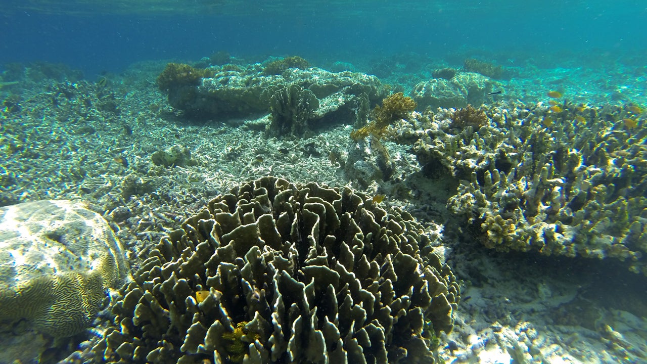 Heat Waves in Our Oceans Have Become Far More Frequent in the Last ...