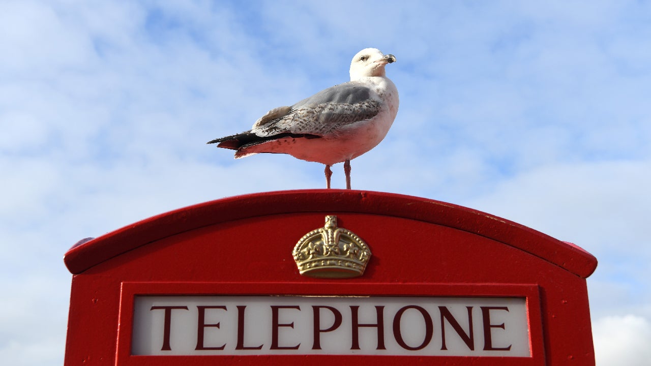 Man No Longer Banned from B.C. Hotel 17 Years After Seagulls Destroyed ...