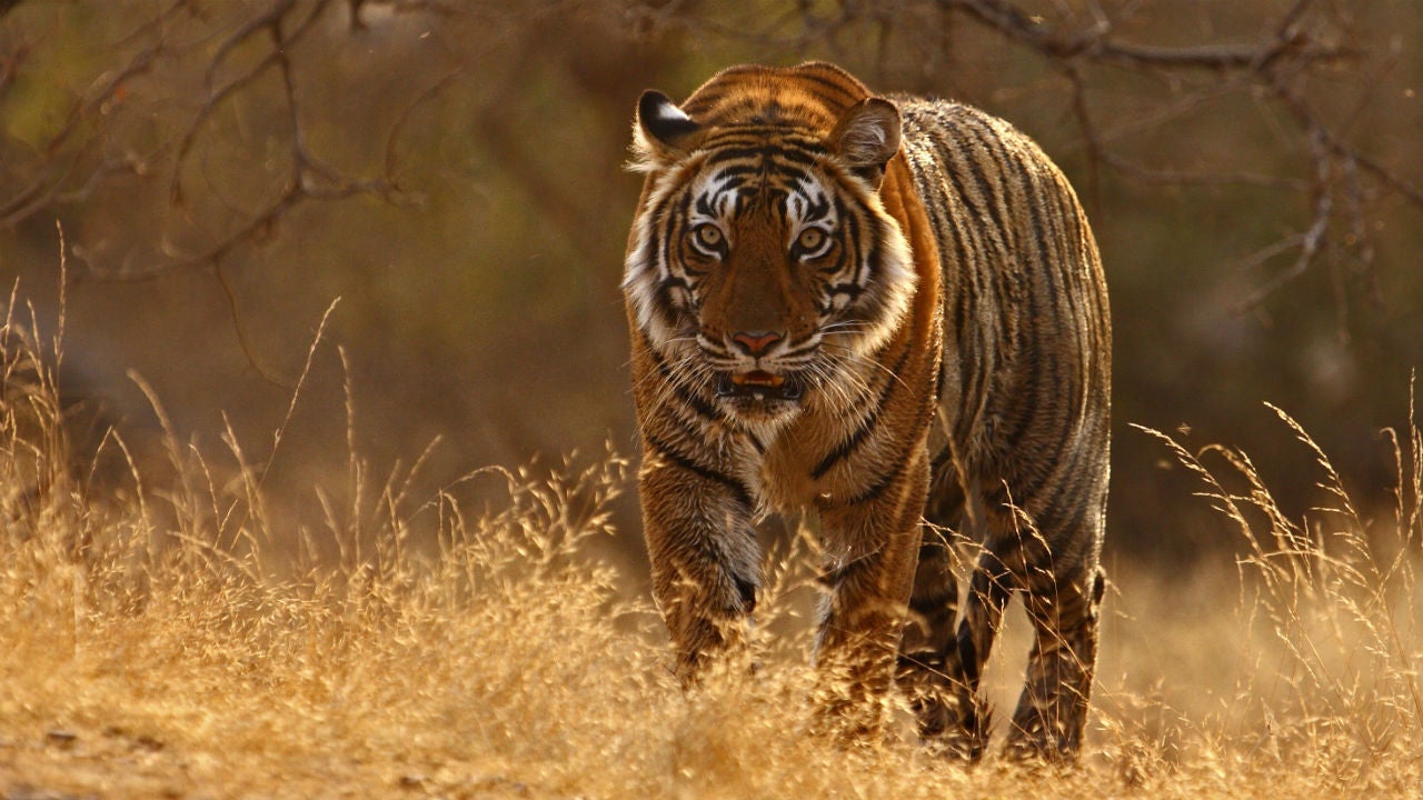 WWF Celebrates Biggest Conservation Wins of 2016 | The Weather Channel