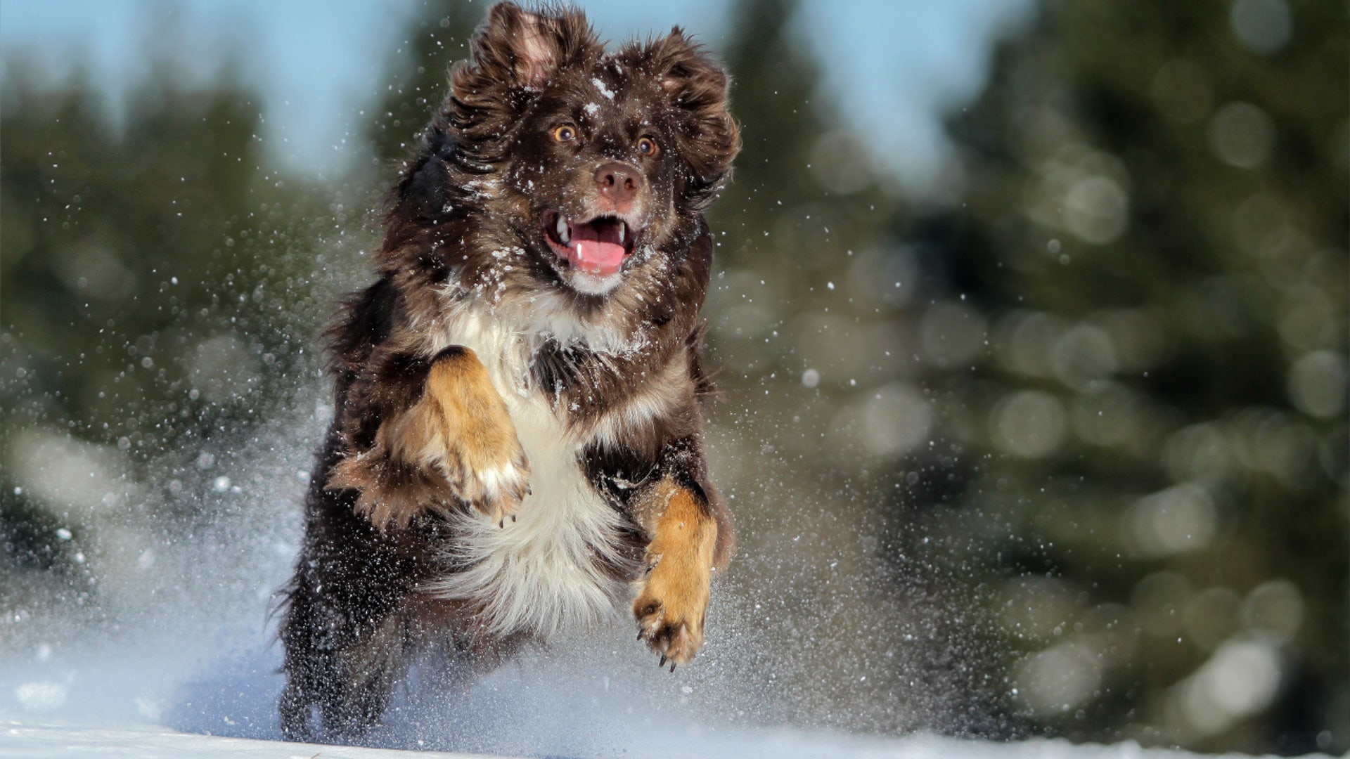 Keep Your Pets Safe In Winter | Weather.com
