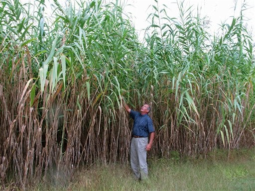 Is Giant Reed a 'Miracle Plant' or the Next Kudzu? | Weather.com