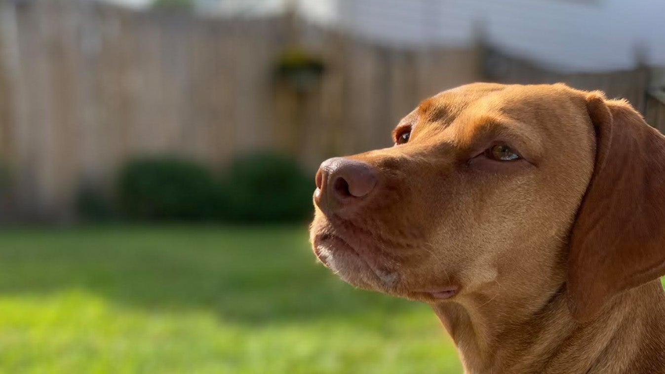 Weather Buddies: 'Ginger' | Weather.com
