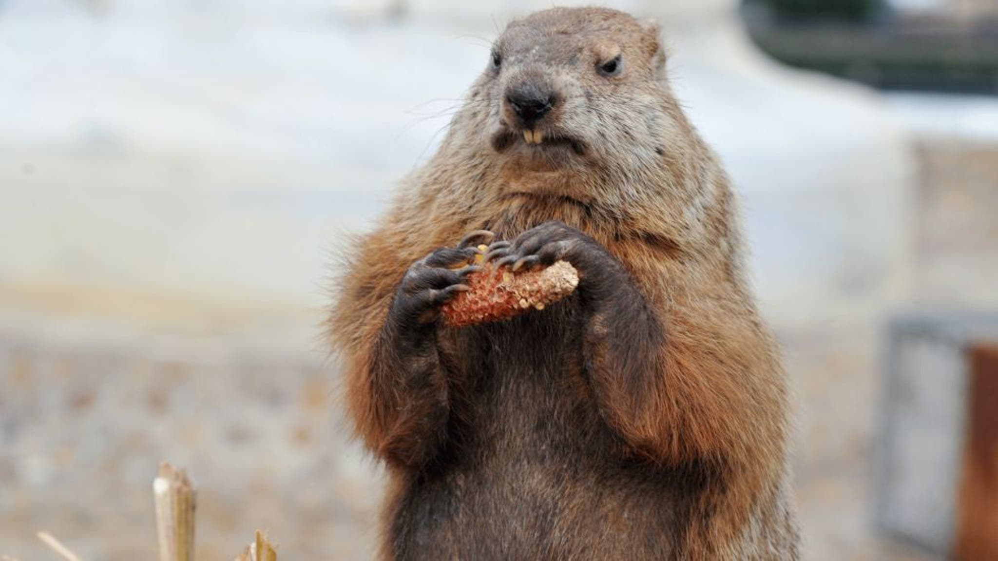 8 Animals Thought to Predict the Weather | The Weather Channel