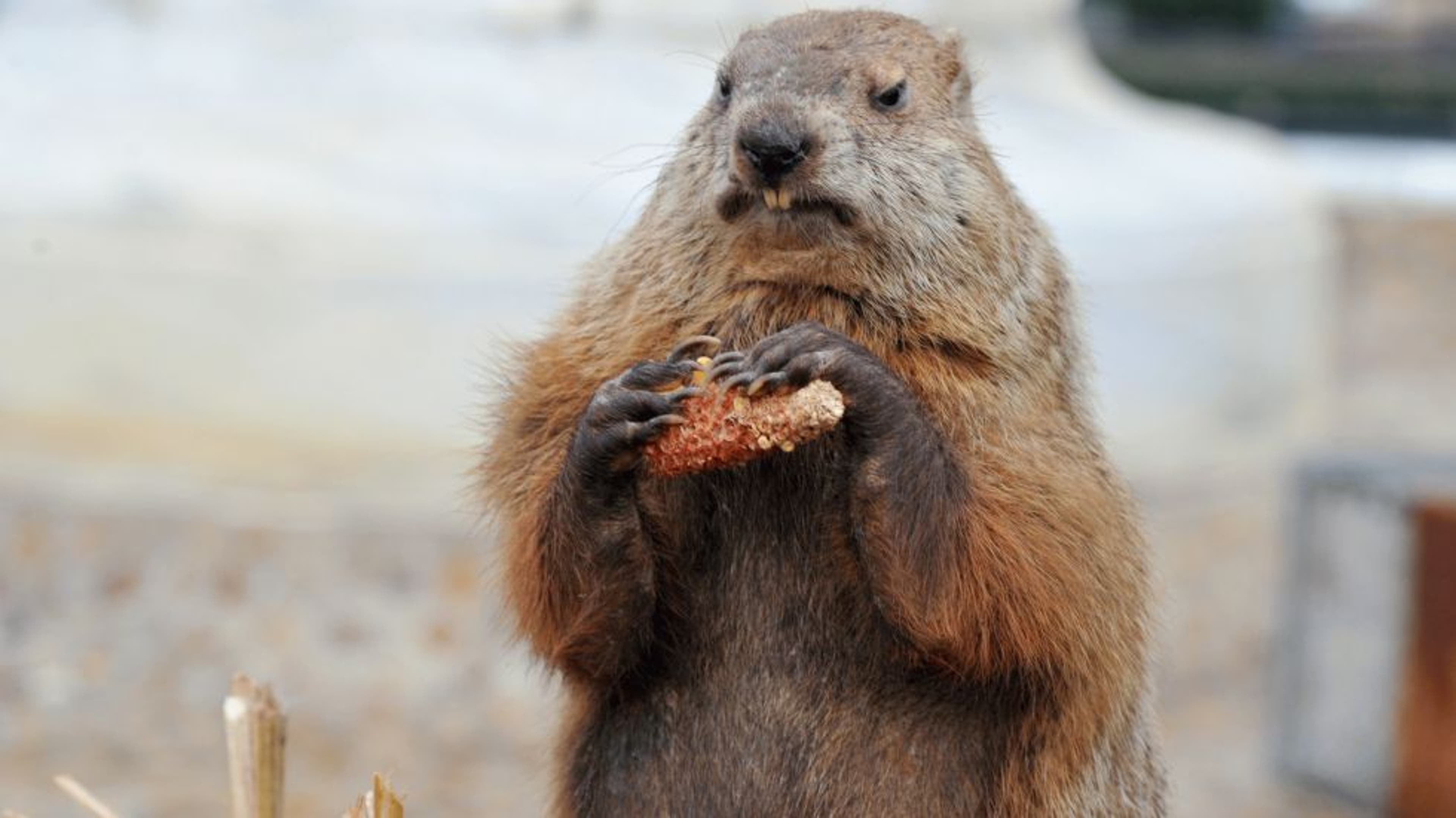 8 Animals Thought to Predict the Weather | The Weather Channel