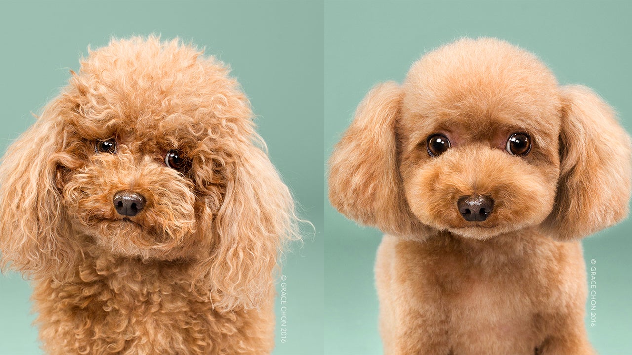 Hairy: Photographer Captures Adorable Dogs Before and After Their ...