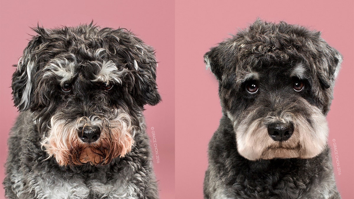 Hairy: Photographer Captures Adorable Dogs Before and After Their ...