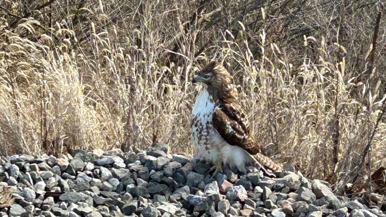 Ohio Officers Rescue Injured Red-Tailed Hawk Near Railway Tracks ...