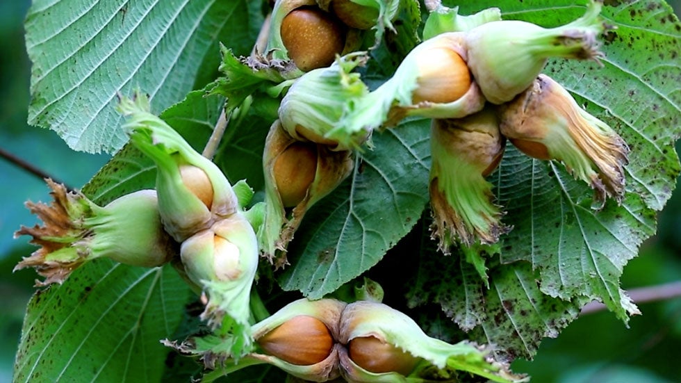 A Stinkbug Invasion In Turkey Threatens Your Nutella. Here’s How. | The ...