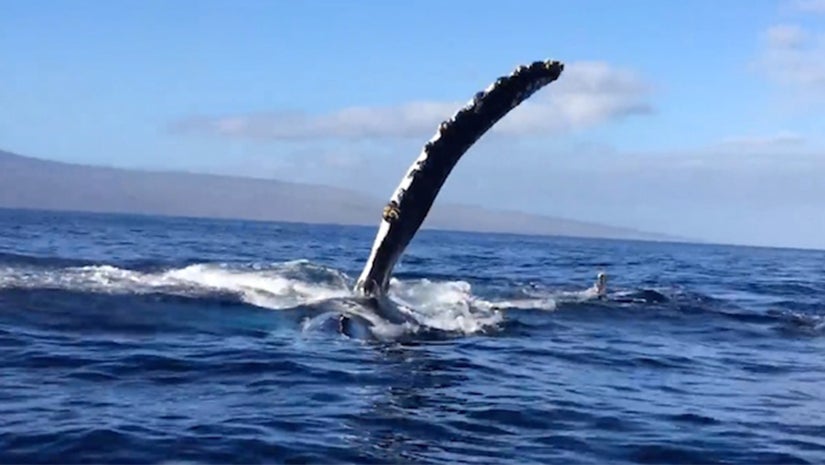 Humpback Whale Bumps Boat, Swims Under It, Shocking Whale Watchers Off ...