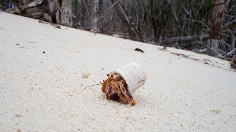 Viral Hermit Crab Photo Shows You the Magnitude of Earth's Water ...
