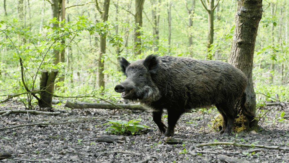 Hog Wild: Feral Pig Population Explodes In U.S | The Weather Channel