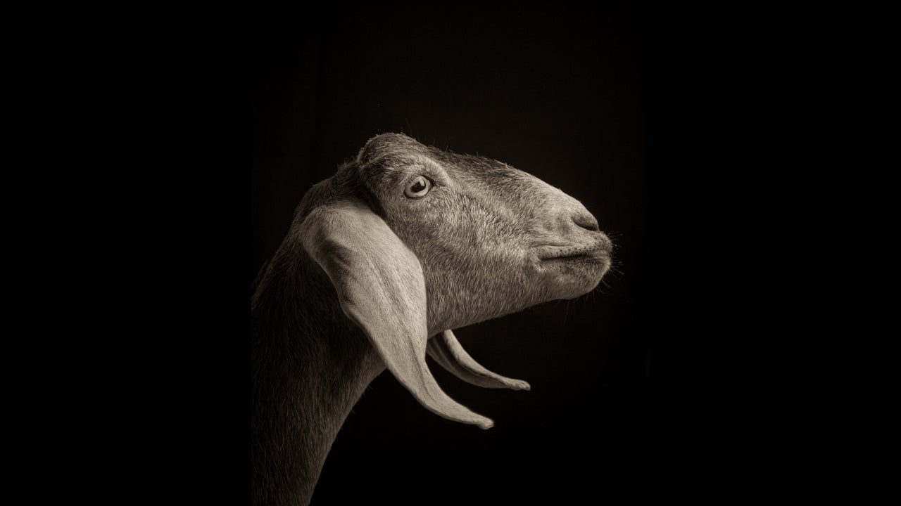 Photographer Humanizes Goats in Beautiful Portraits (PHOTOS) | The ...