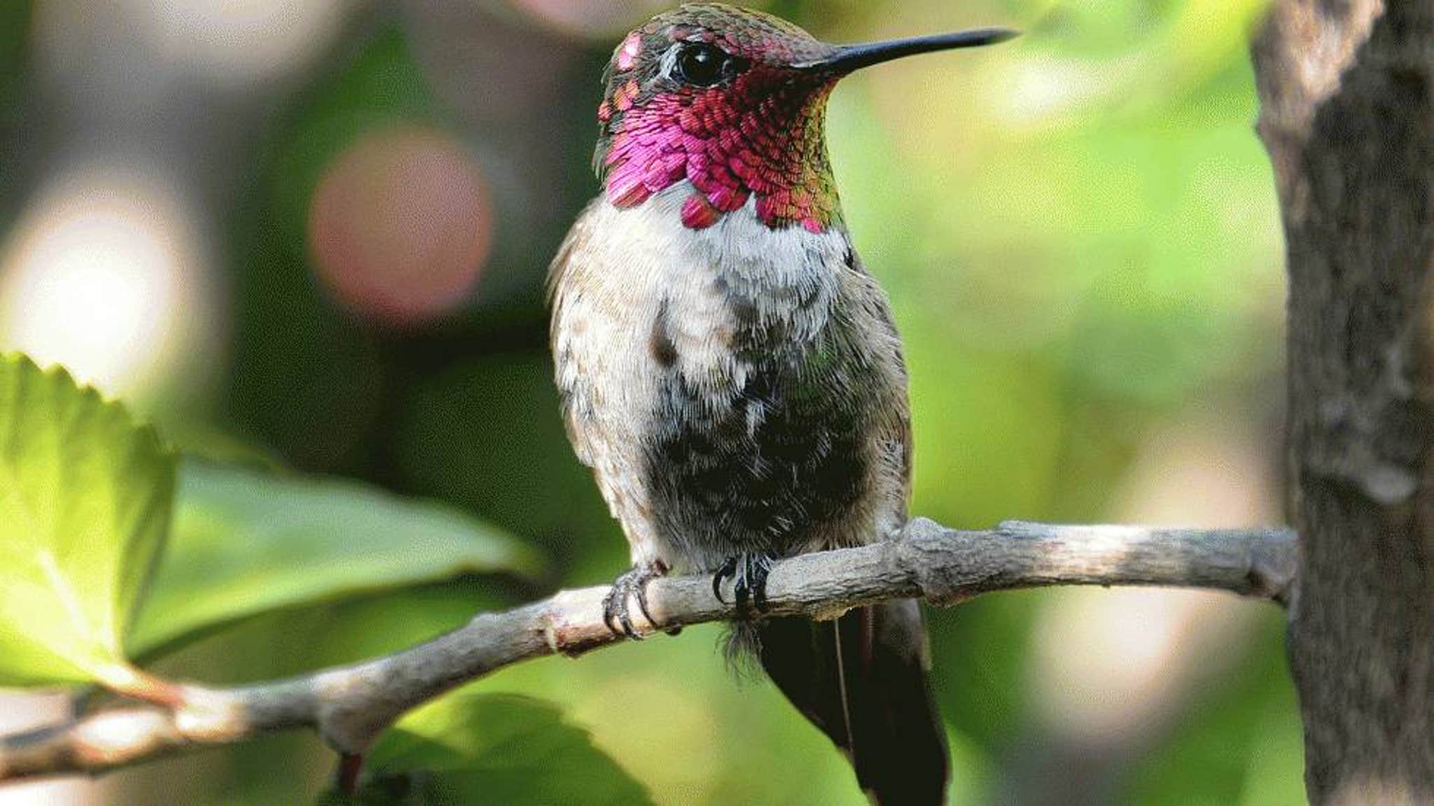 Fall Hummingbird Migration: What You Need To Know | Weather.com