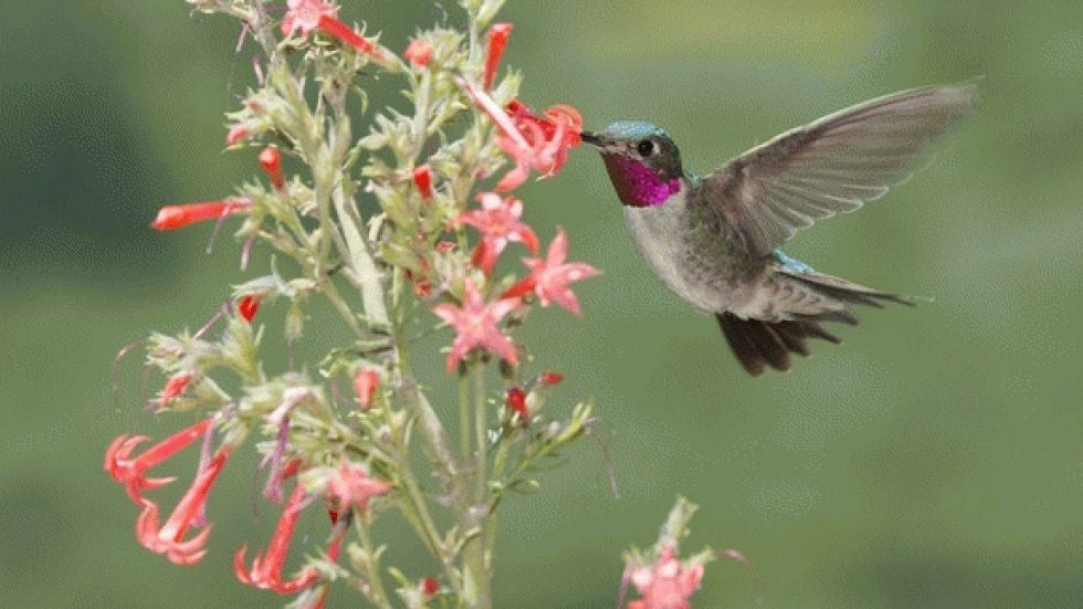 Fall Hummingbird Migration: What You Need To Know | Weather.com