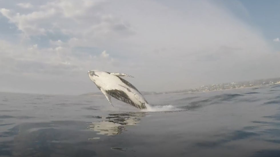 Watch Humpback Whale Breach Feet from Kayaker - Videos from The Weather ...
