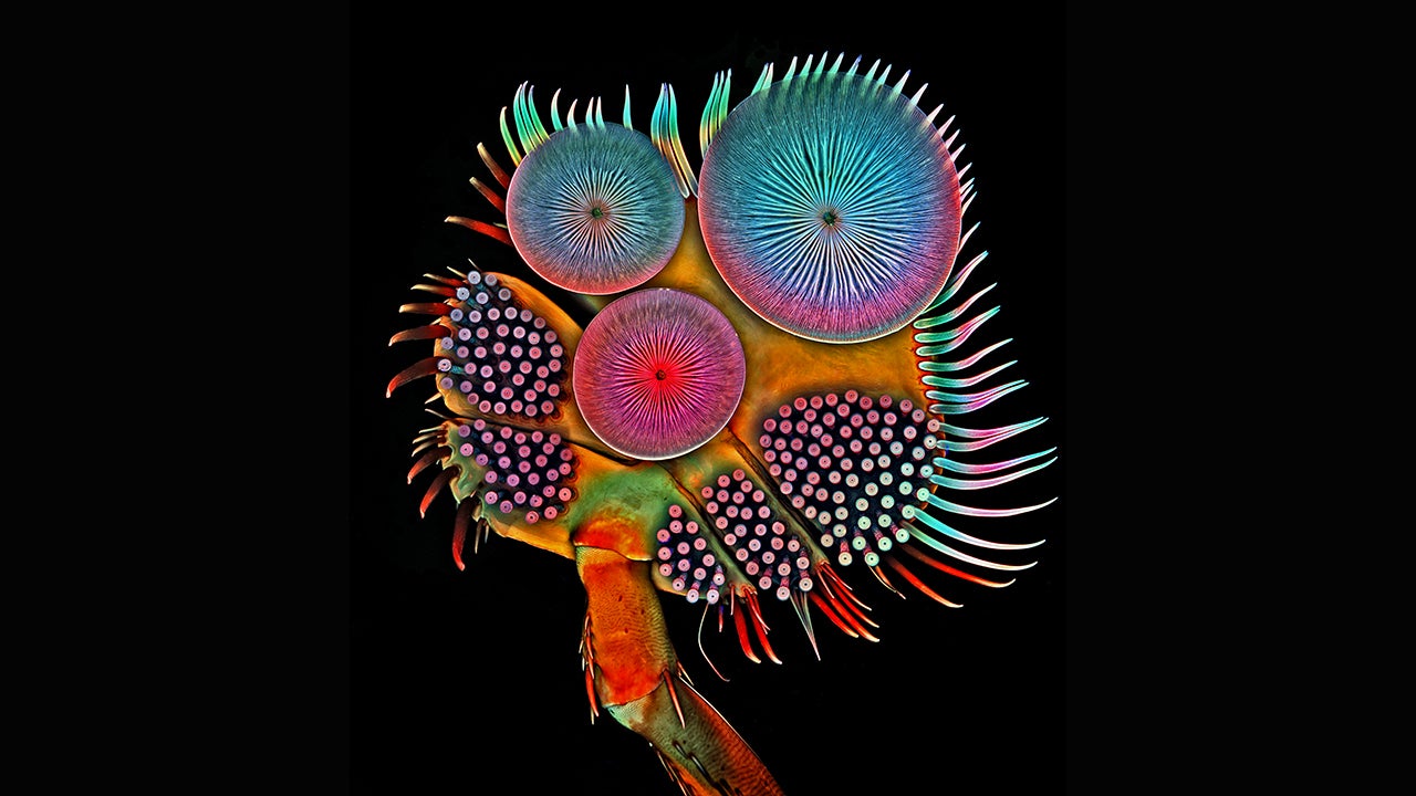 The Mystifying World Underneath Igor Siwanowicz's Microscope (PHOTOS ...