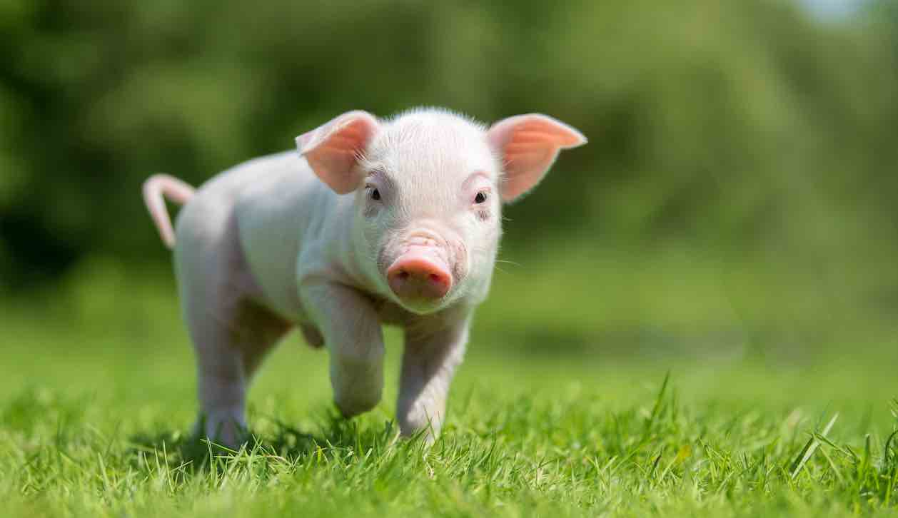 Weather Words: 'Sweat Like A Pig" | Weather.com