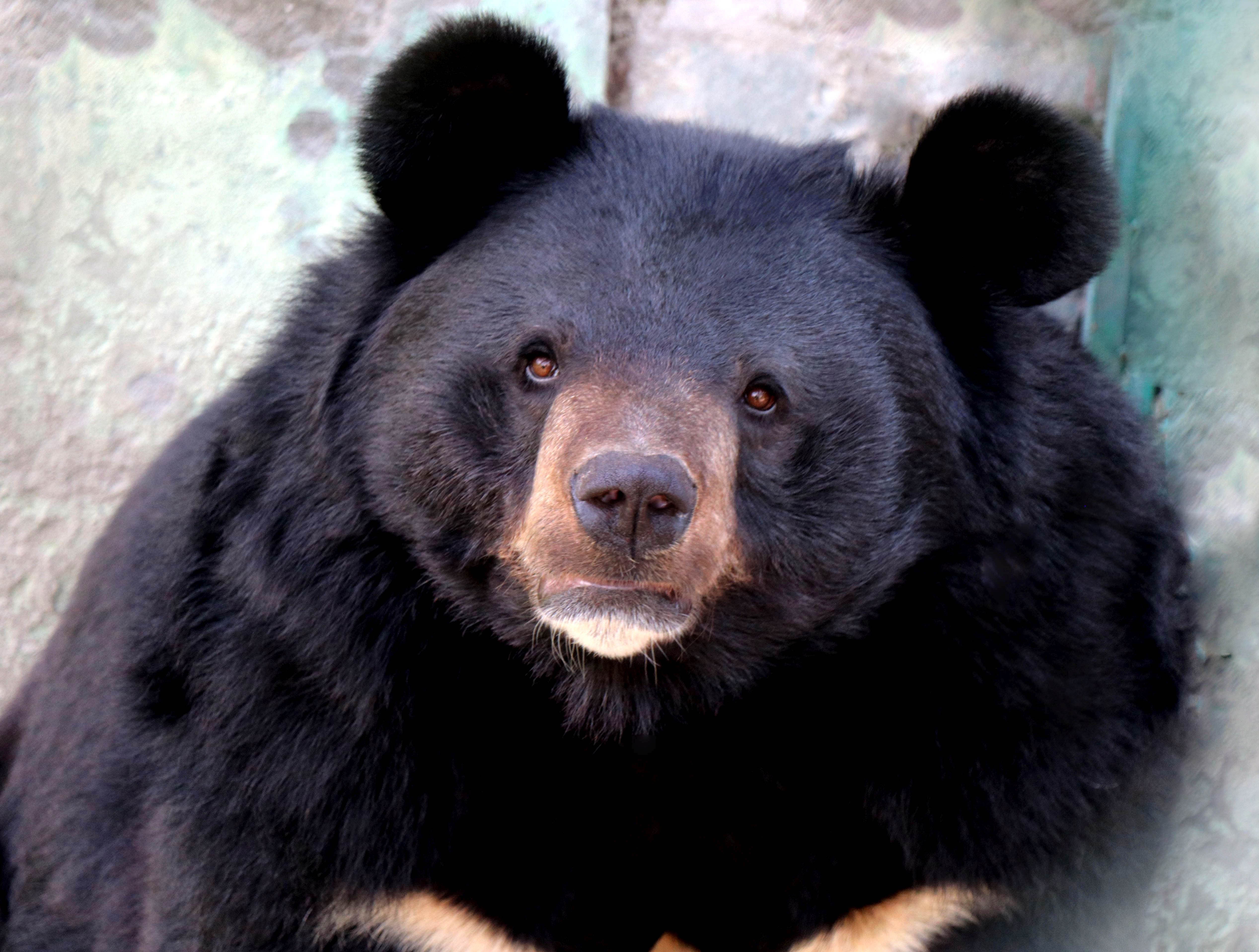 Jaggery Kheer Fed to Bears in UP Zoo for Winter Diet | Weather.com