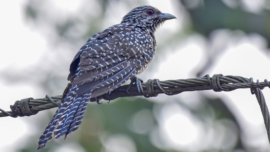 Name Two Migratory Birds In India - Infoupdate.org